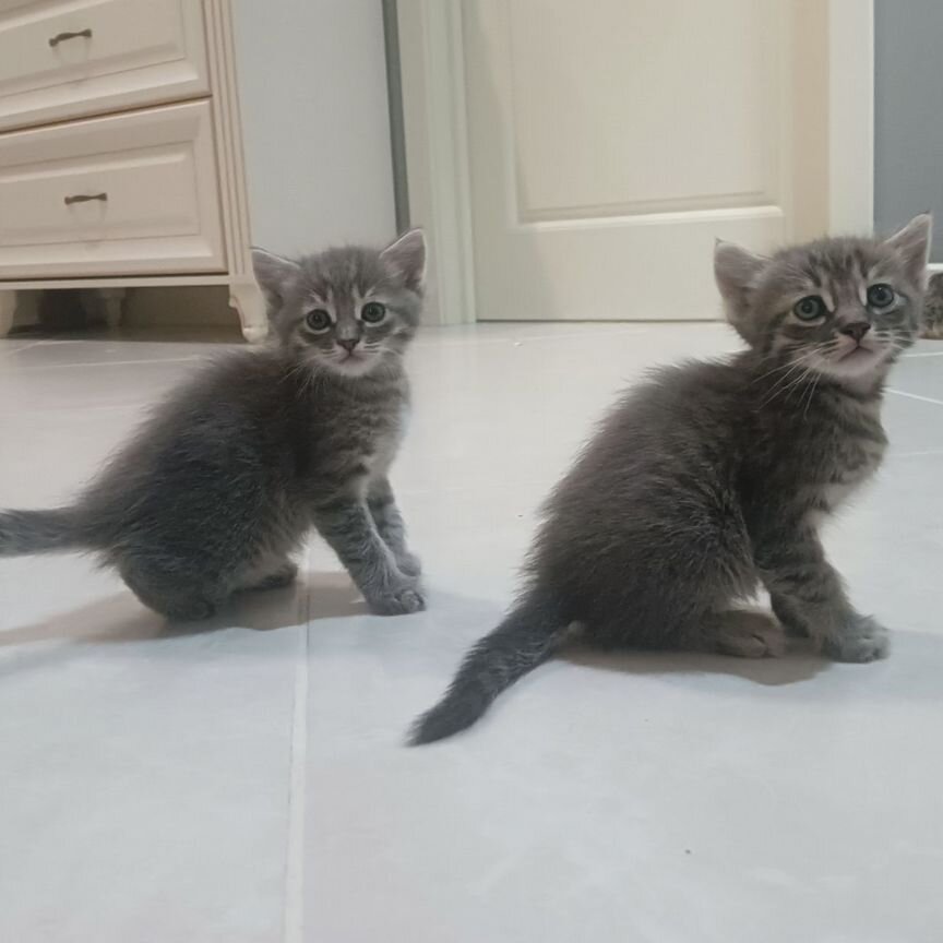 Мама Сибирская папа британец