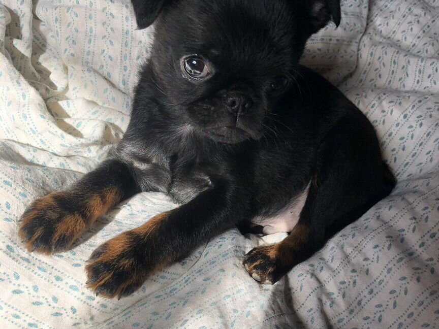 Щенки пти-брабансона РКФ