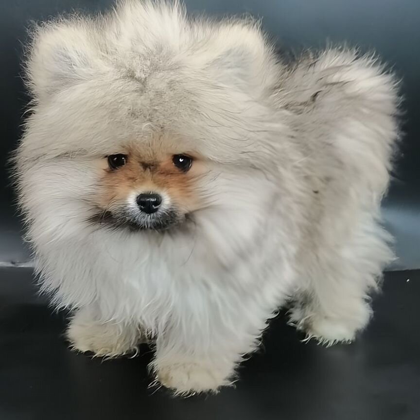 Померанский шпиц, щенок