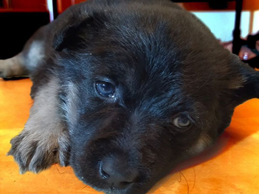 Щенок в добрые руки