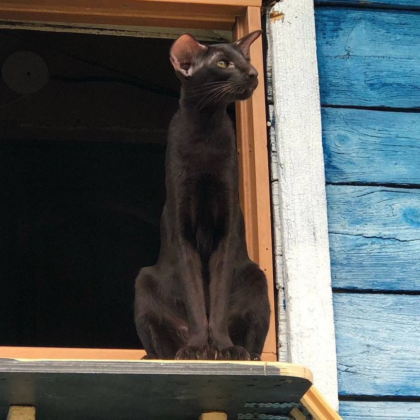 Ориентальные котята грациозные