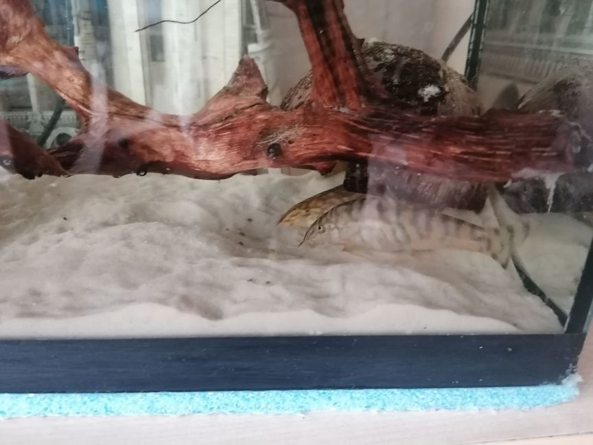 Боции мраморные 3 шт