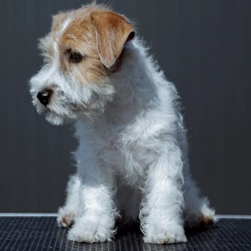 Джек-рассел-терьер, щенок