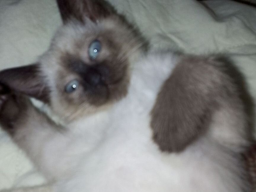 Отдам котенка девочка 2месяца. Тайская