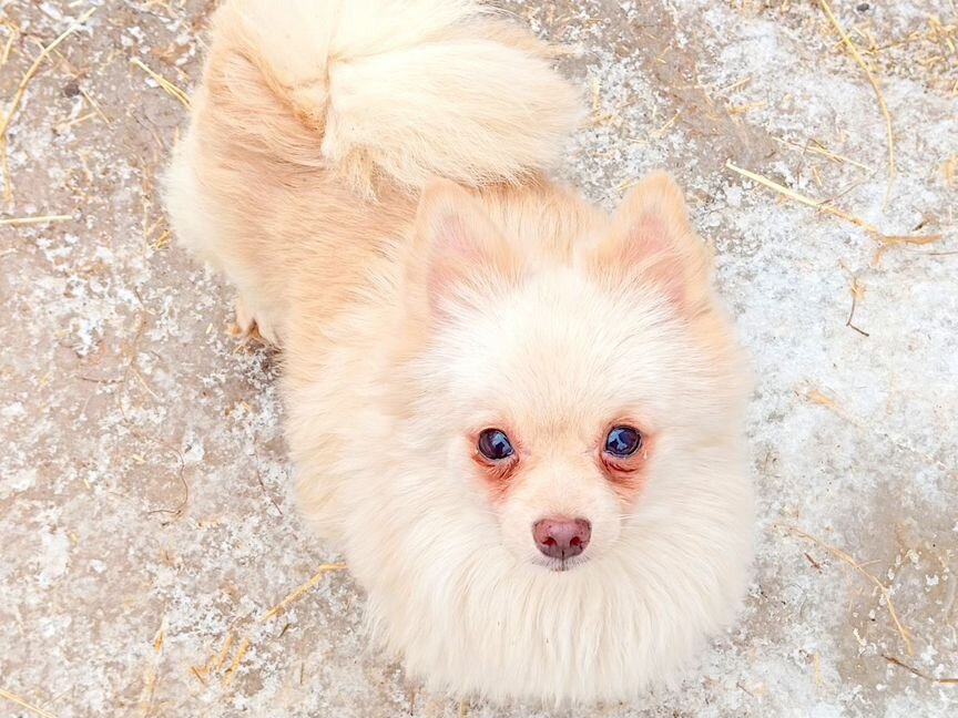 Шпицы девочки