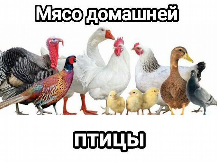 Цыплята бройлеры на мясо