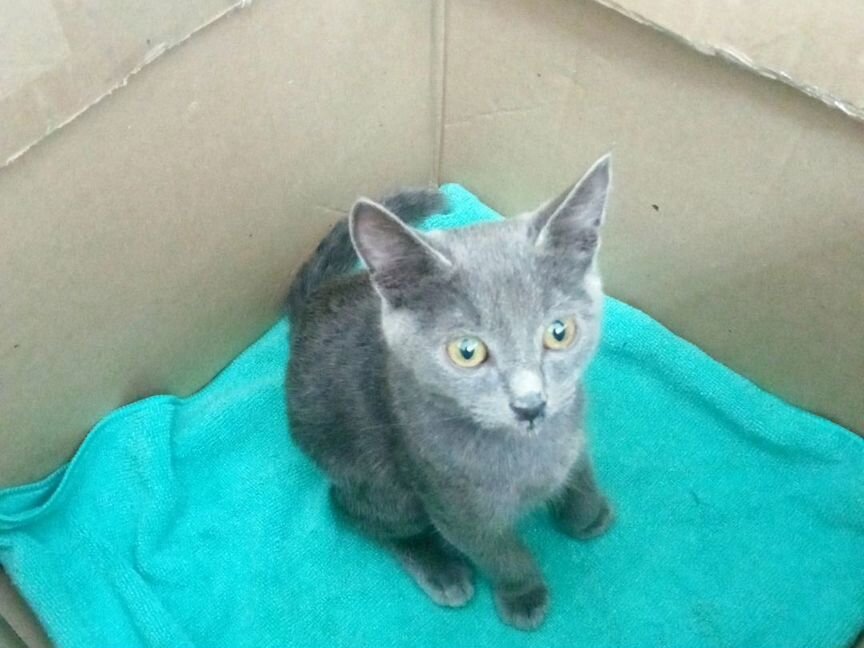 Котенок фенотип русская голубая