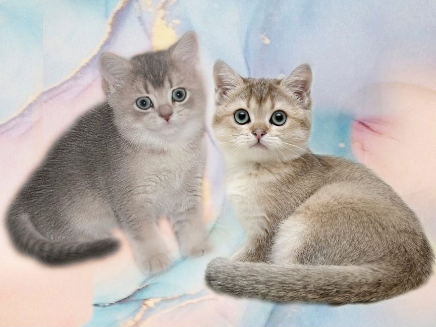 Британская золотая и голубая шиншилла