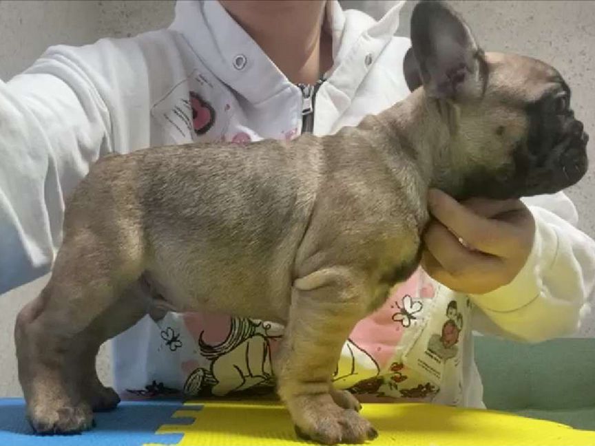 Французик мальчик