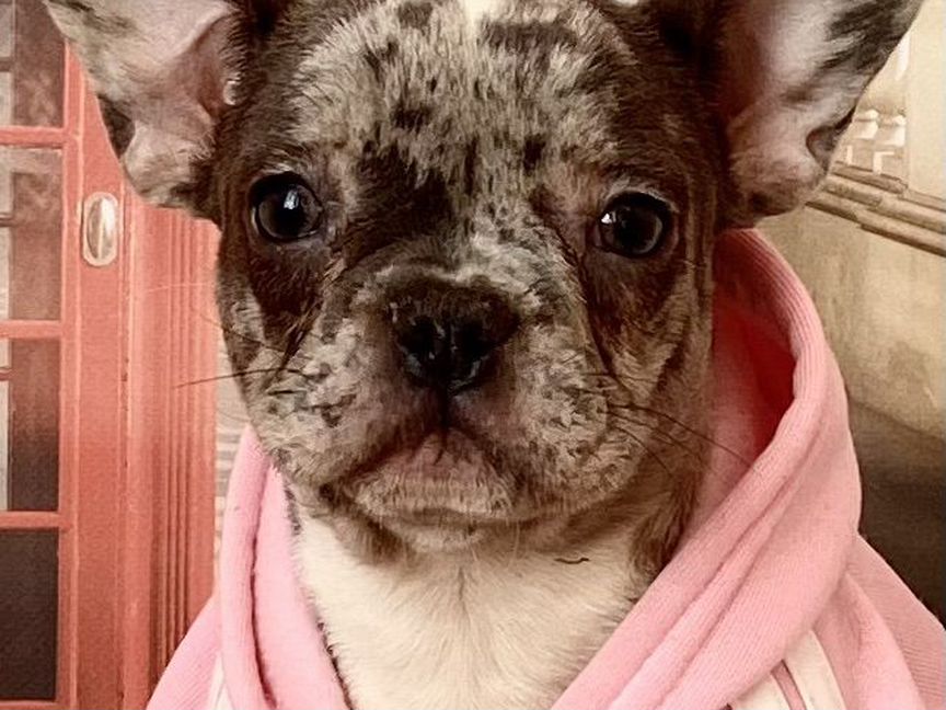 Французский бульдог, супер мини малышка