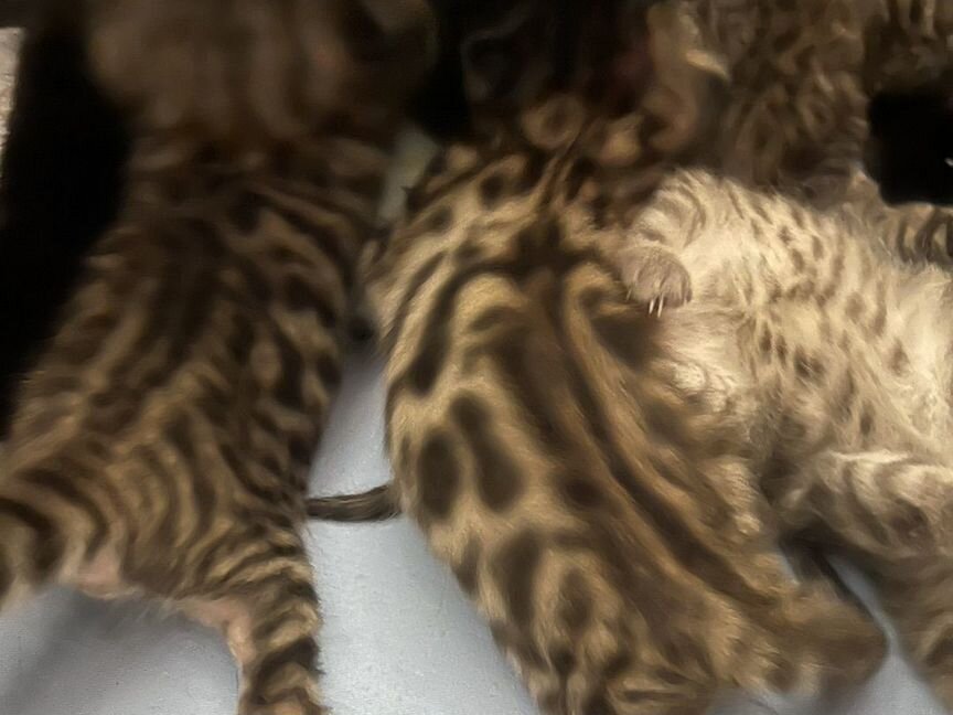 Бенгальские котята