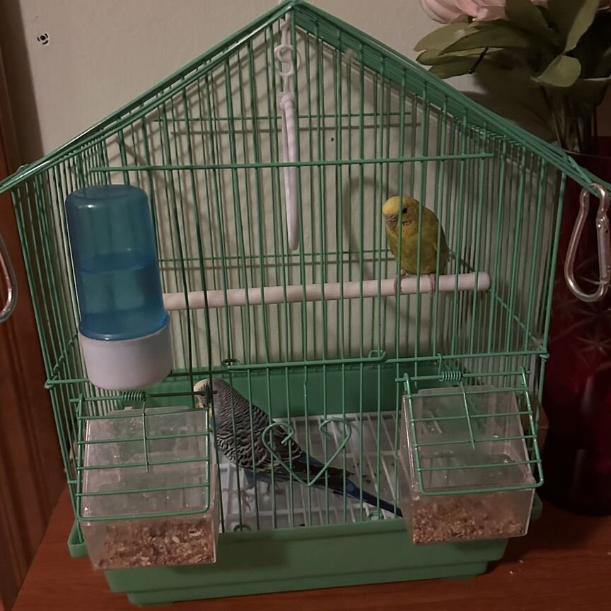 Волнистый попугай