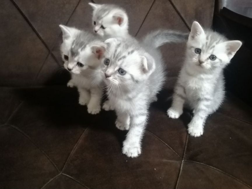 Шотландские шиншиллы