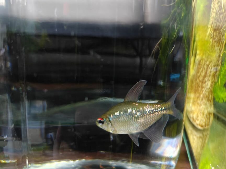 Тетра бриллиантовая