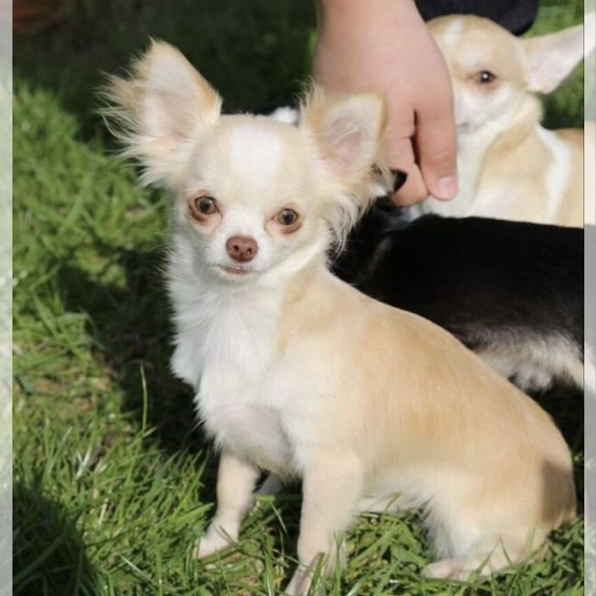 Чихуахуа мини