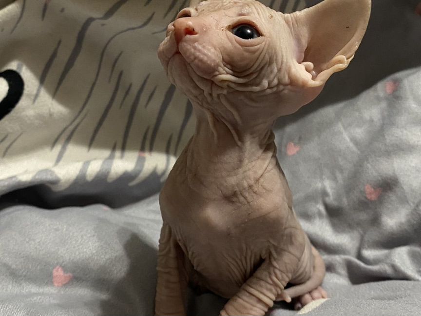 Чудесный мальчишка канадского сфинкса