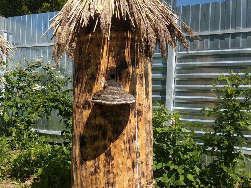 Улей-колода-борть