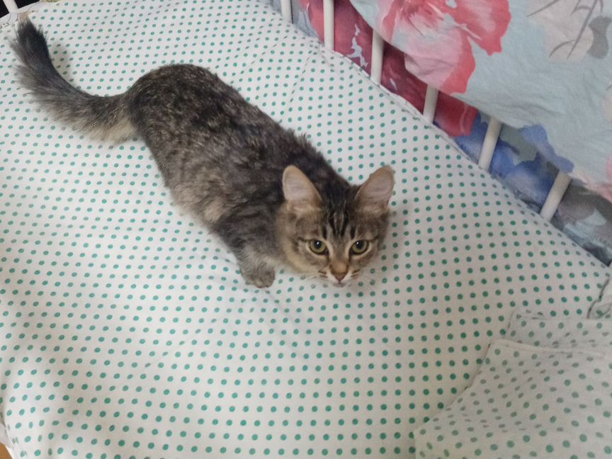 Кошка