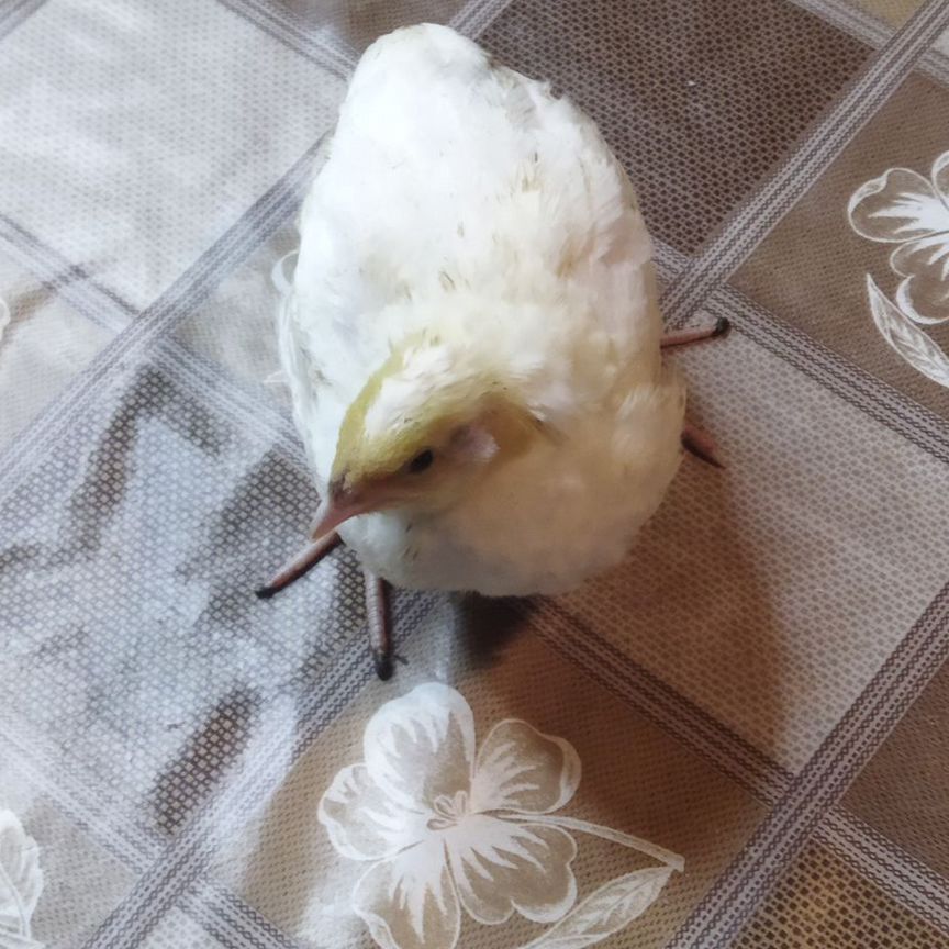 Недельные птенцы