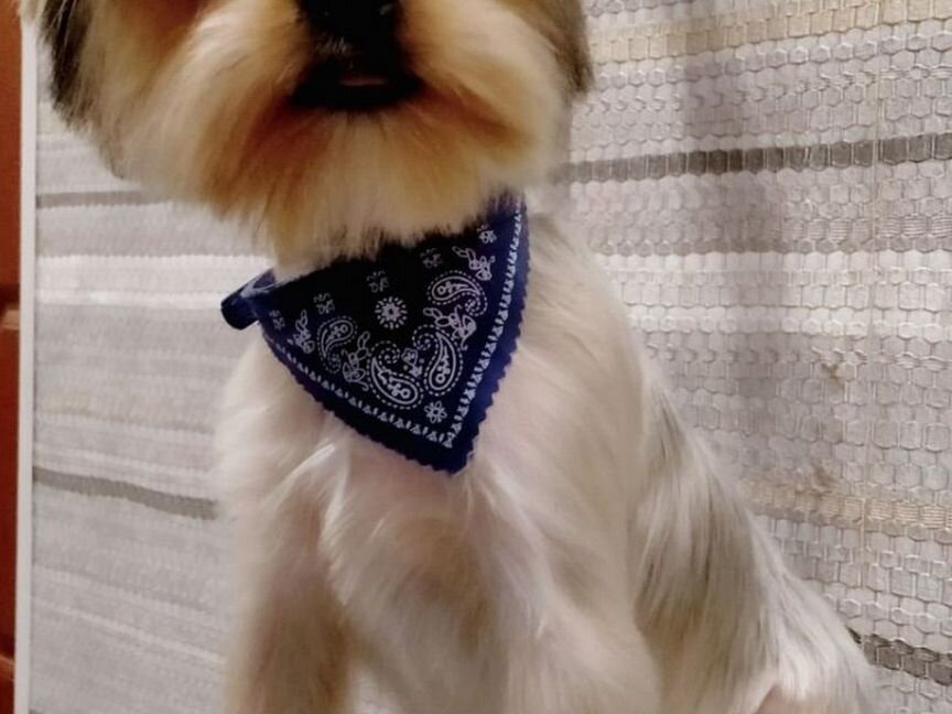 Йоркширский терьер