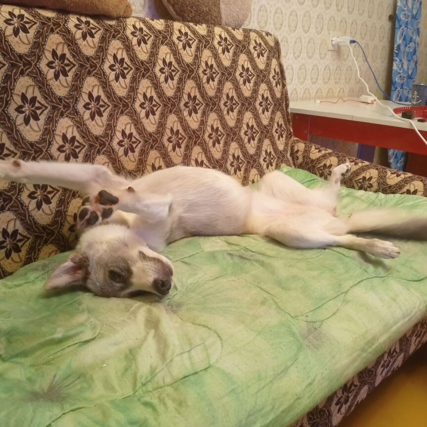 Собака в добрые руки