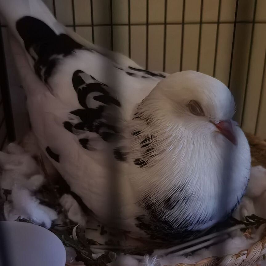 Голубеводы, у кого-нибудь есть голубята