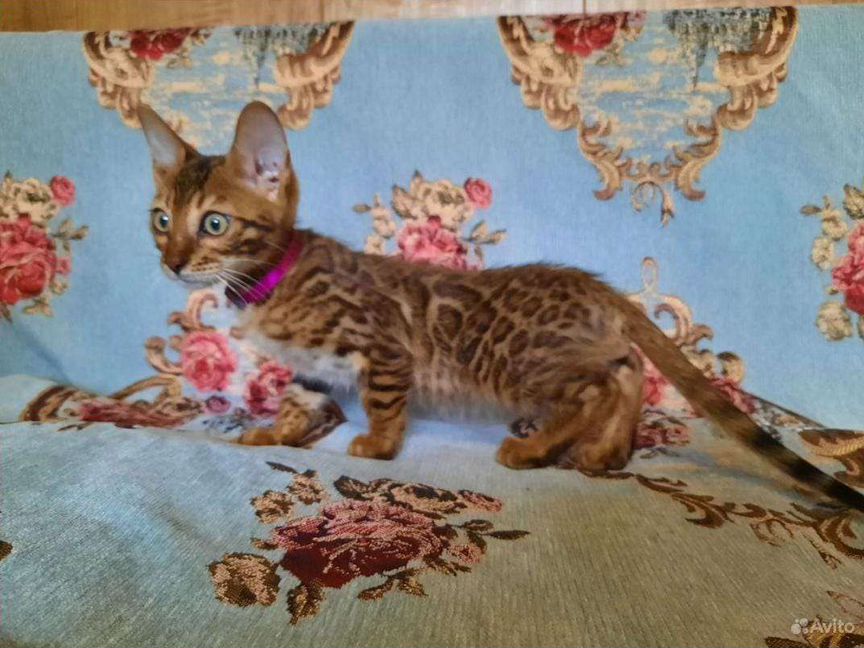 Бенгальская