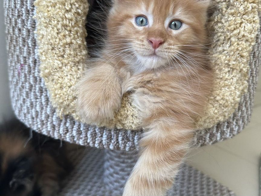 Мальчики породы Maine coon