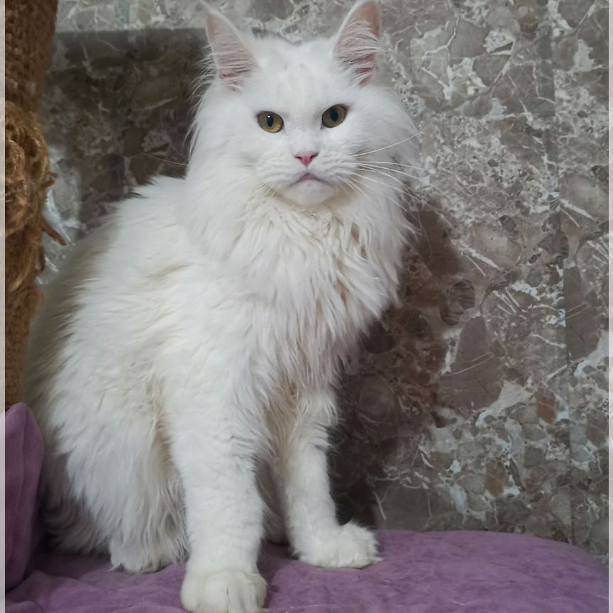 Мейн-кун котёнок