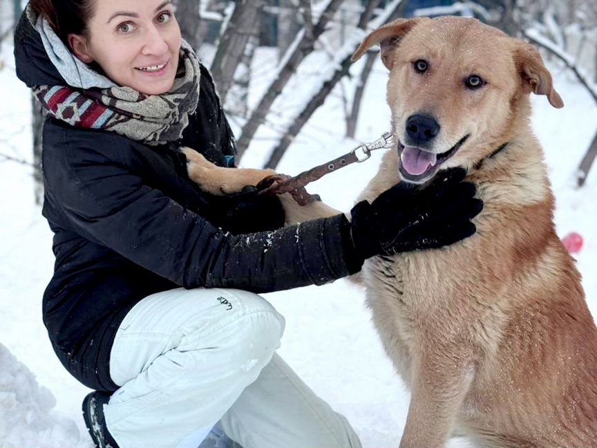Ланселот ищет дом