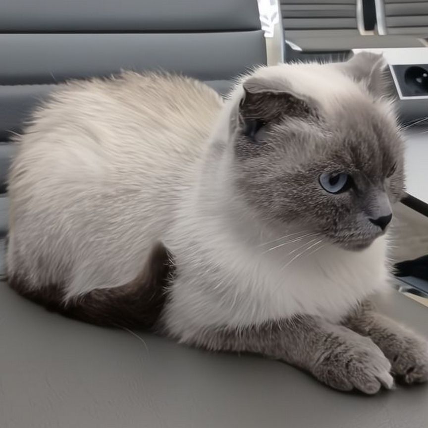 Кошечка в добрые руки