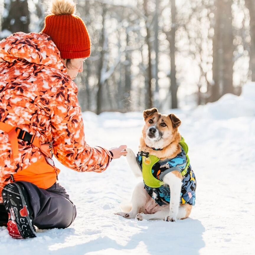 Маленькая собака из приюта в добрые руки