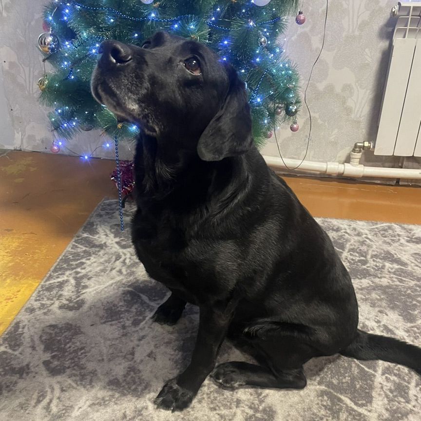 Отдам в добрые руки лабрадора