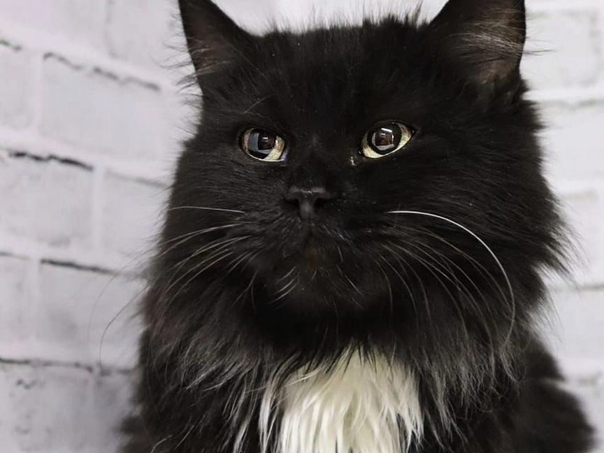 Кошка Регата 4 года