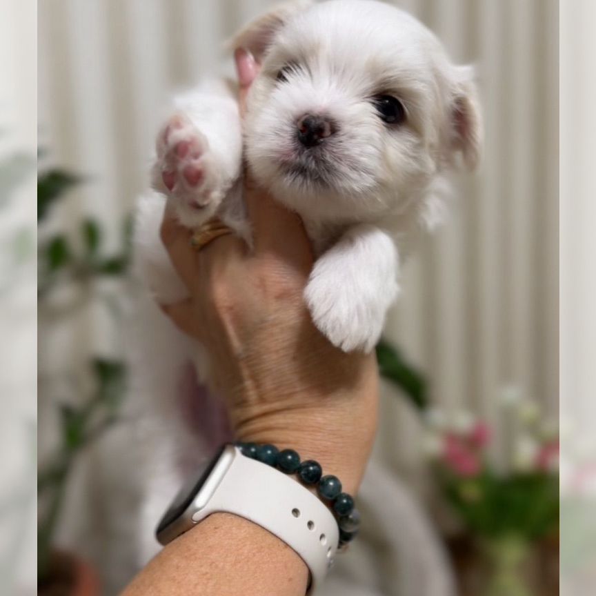 Йоркширский терьер, щенок