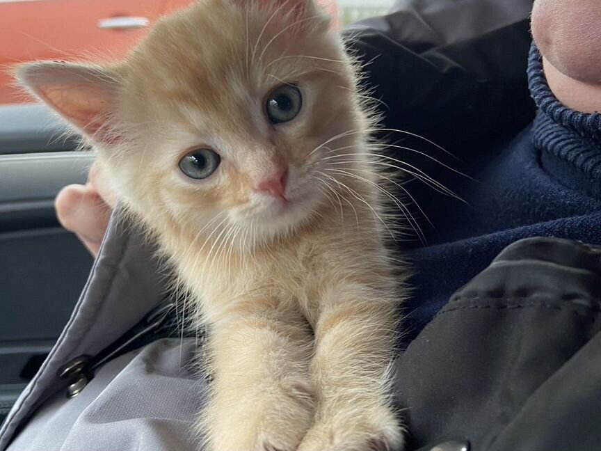 Кошка