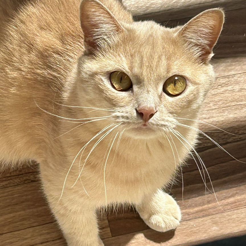 Коты в добрые руки