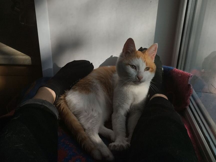 Котик в добрые руки