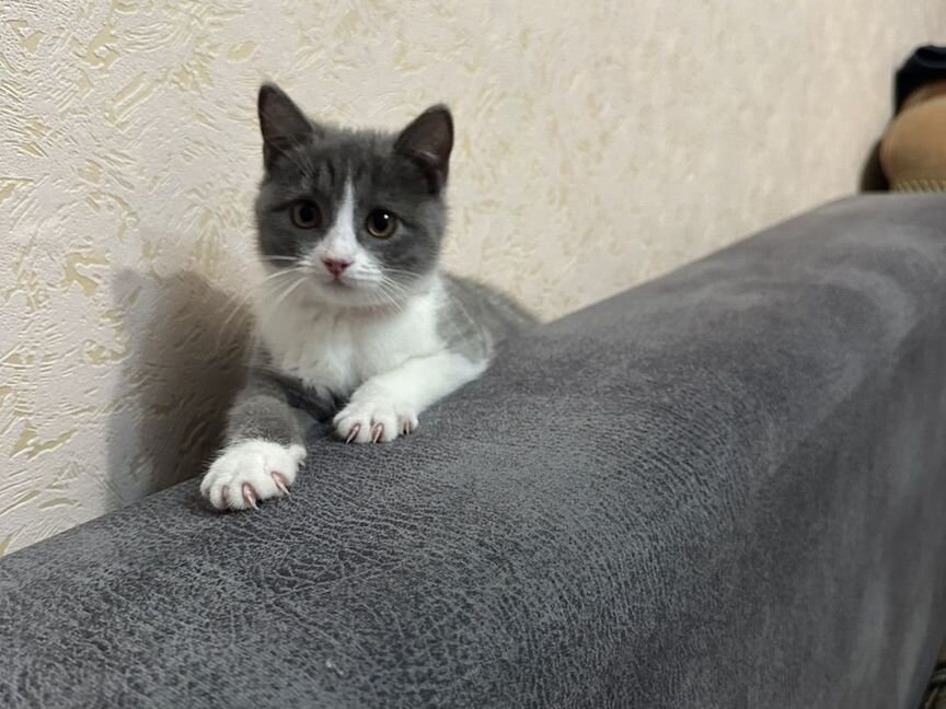 Котята