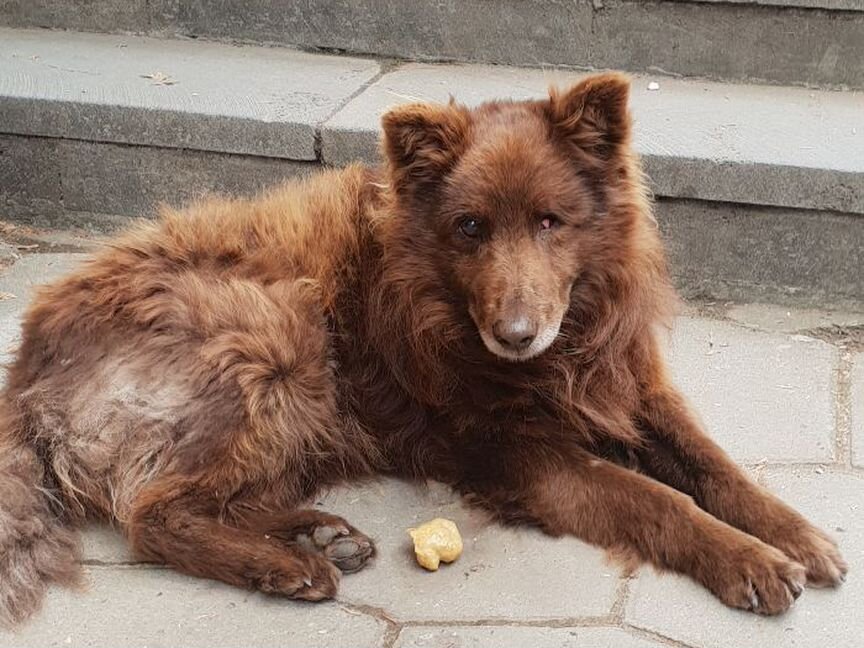 Собака в добрые руки