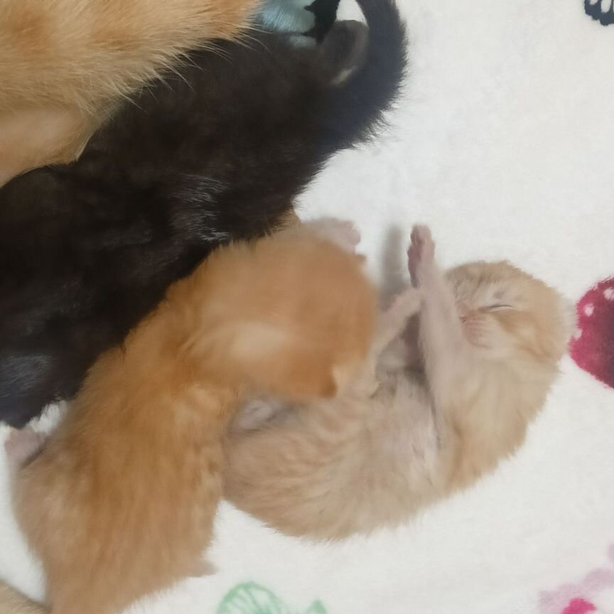 Котята в добрые руки, бесплатно. 3 мальчика