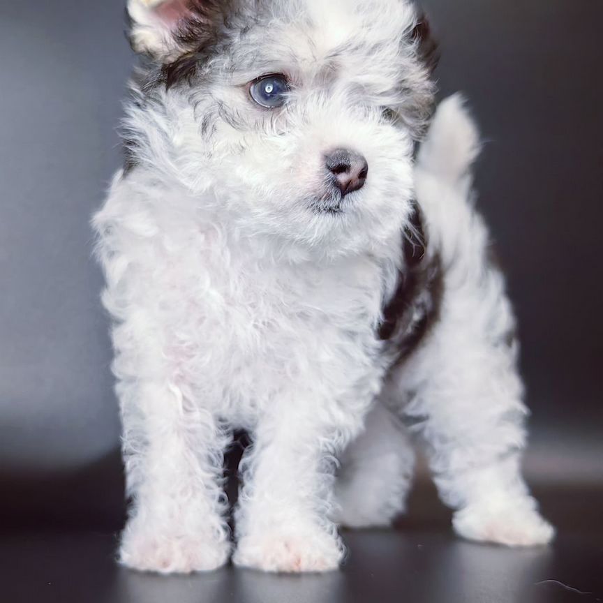 Сладкий мальчик)