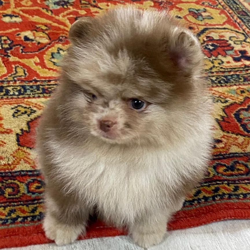 Шпиц мрамор лиловый