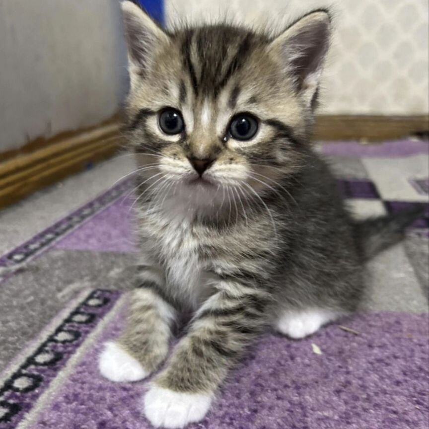 Мейн-кун котёнок