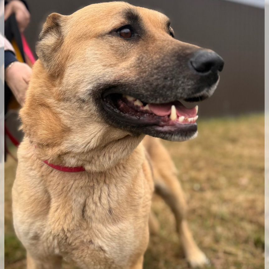 Среднеазиатская овчарка, взрослая собака