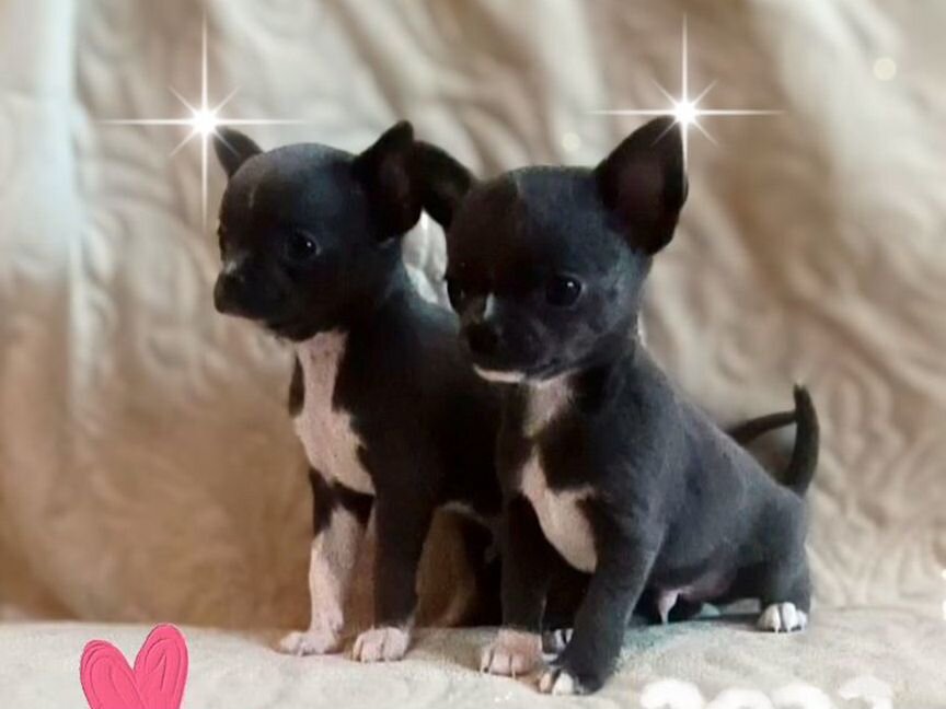 Лиловые ушастики