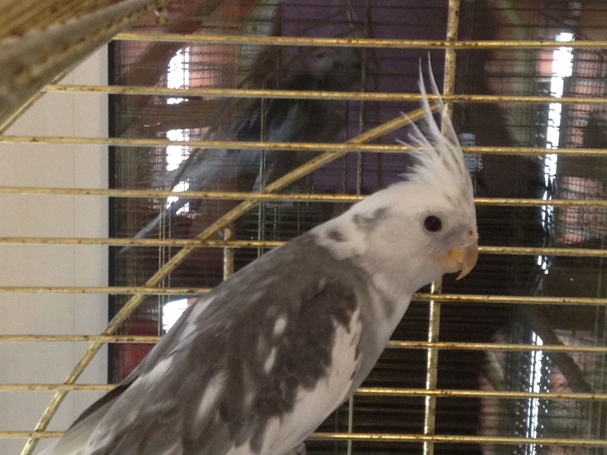 Самец белолицей Кореллы в пару к самке