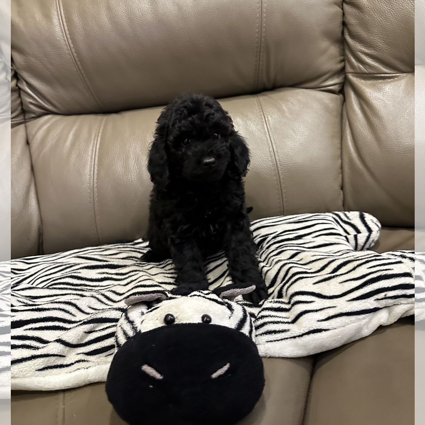 Той-пудель, щенок