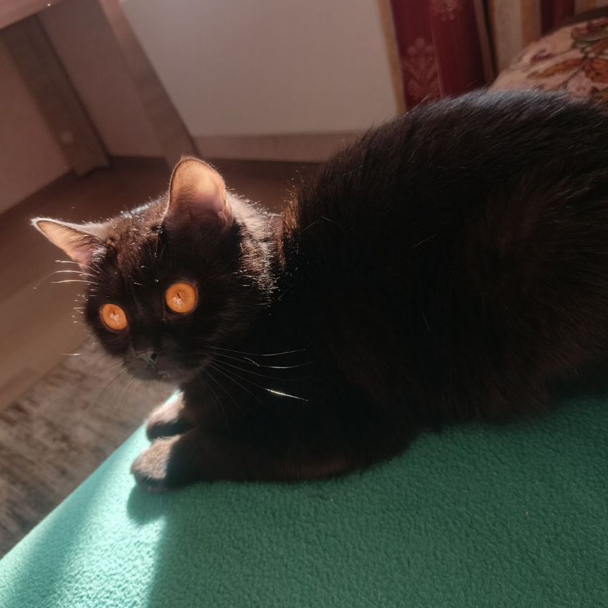 Британская короткошёрстная, взрослая кошка