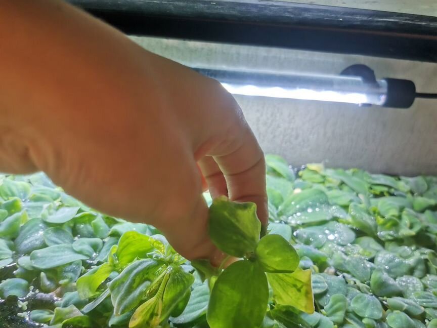 Водоросли для аквариума